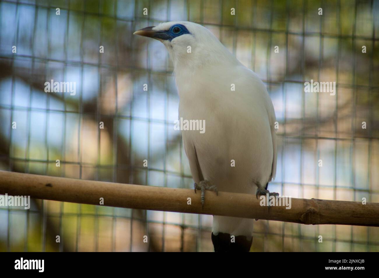 Rare bird bali starling mynah white hi-res stock photography and images ...