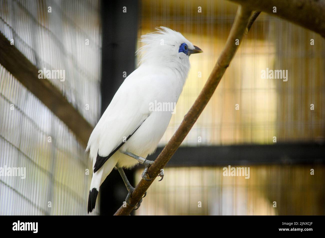 Rare bird bali starling mynah white hi-res stock photography and images ...