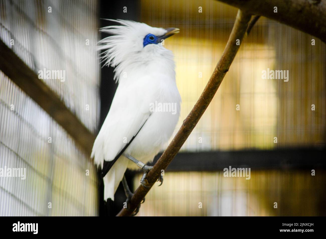 Rare bird bali starling mynah white hi-res stock photography and images ...