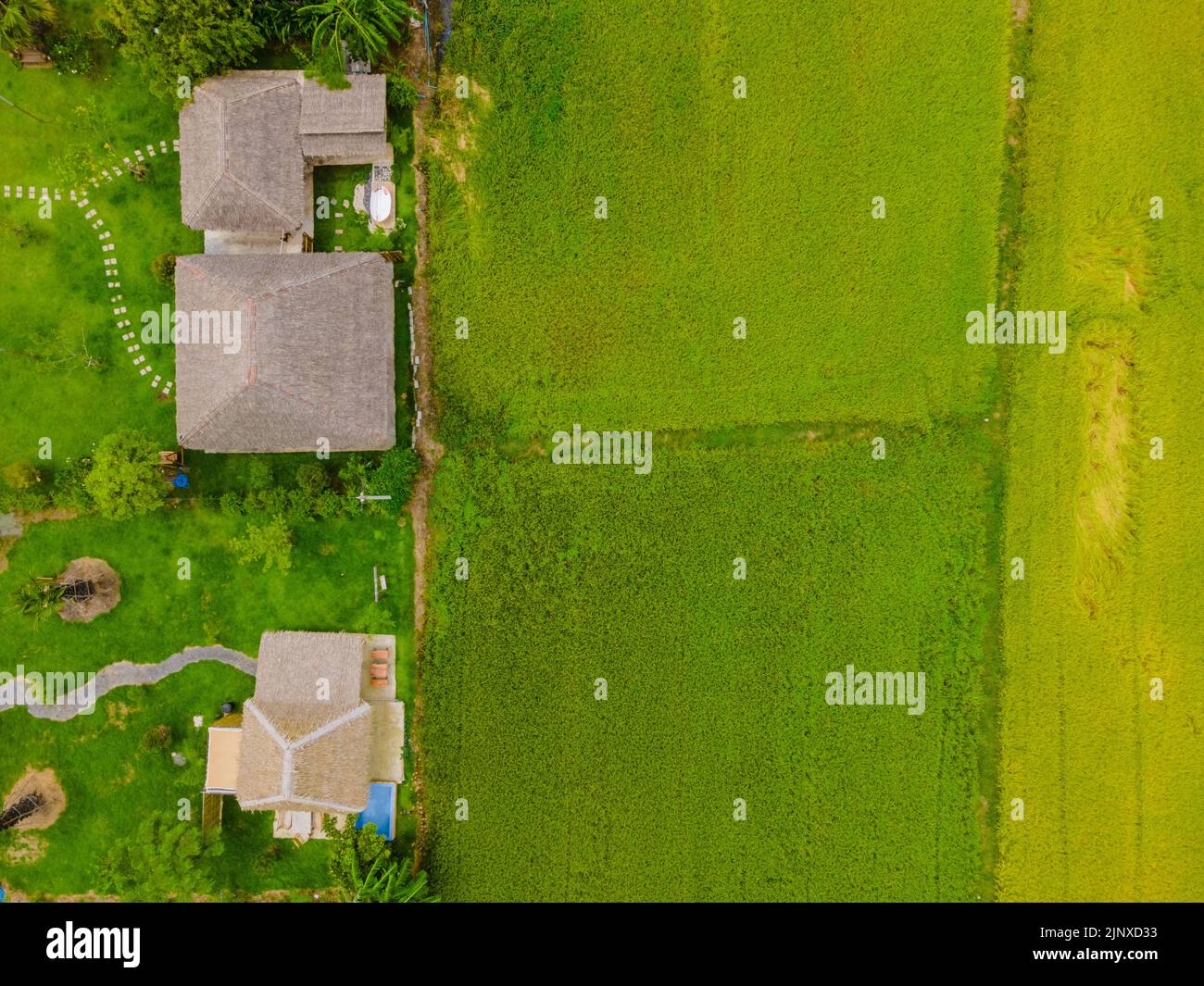 Eco farm homestay with a rice field in central Thailand, paddy field of ...