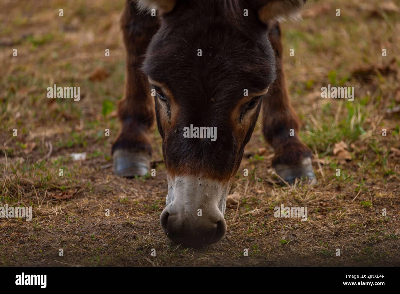 Dark gray donkey on green grass in cloudy summer hot day Stock Photo ...