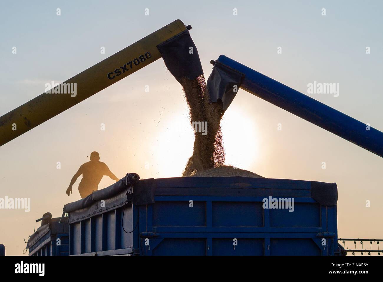 Grain is Ukrainian gold Stock Photo - Alamy