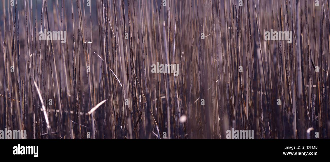 Burnt stems of cane after fire Stock Photo - Alamy