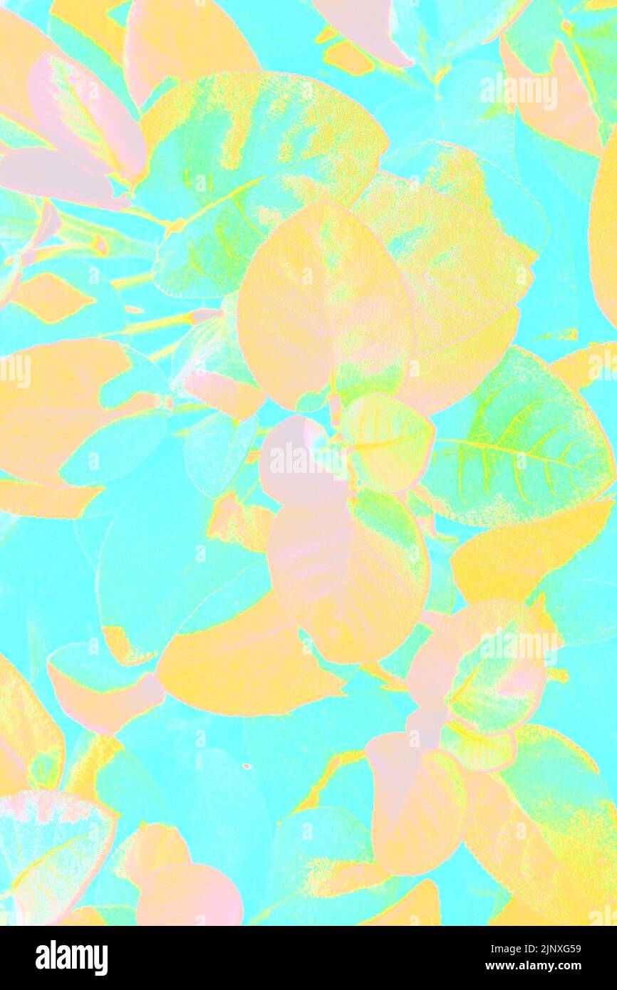 Fragrant fresh sage plants growing in the sunny summer kitchen garden ...