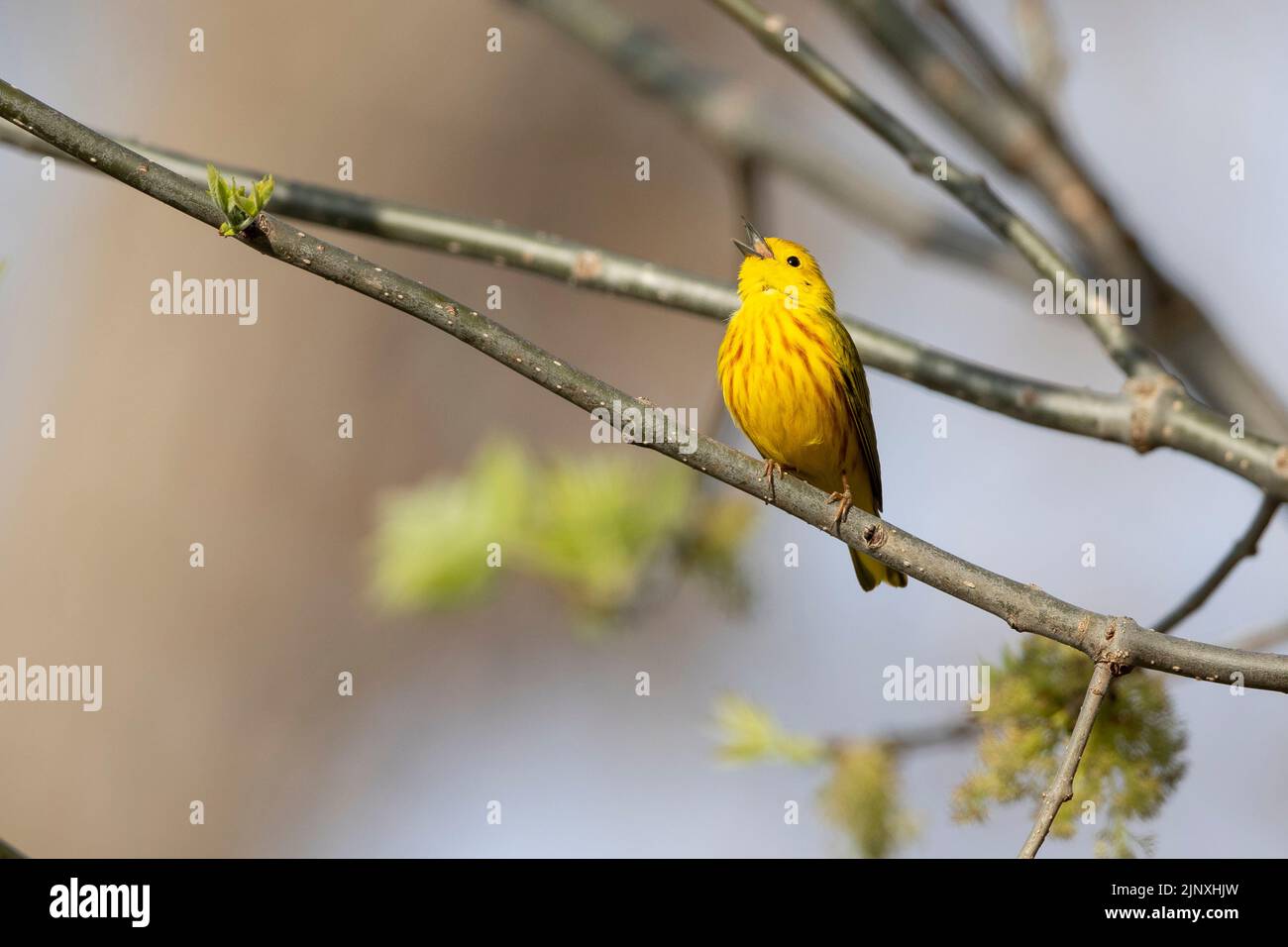 Yellow Warbler (Setophaga petechia Stock Photo - Alamy