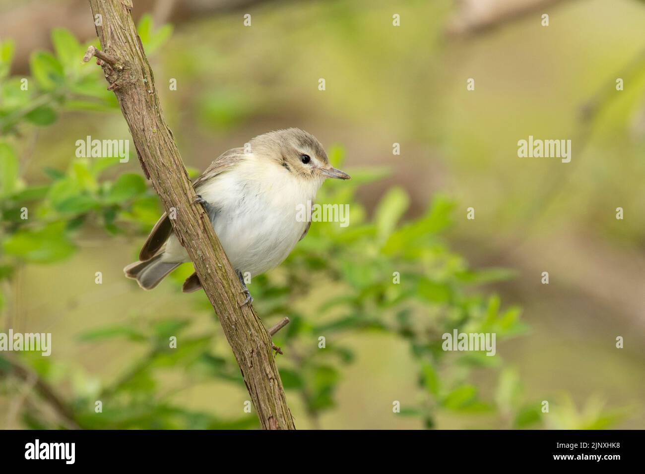 Warbling viréo hi-res stock photography and images - Alamy