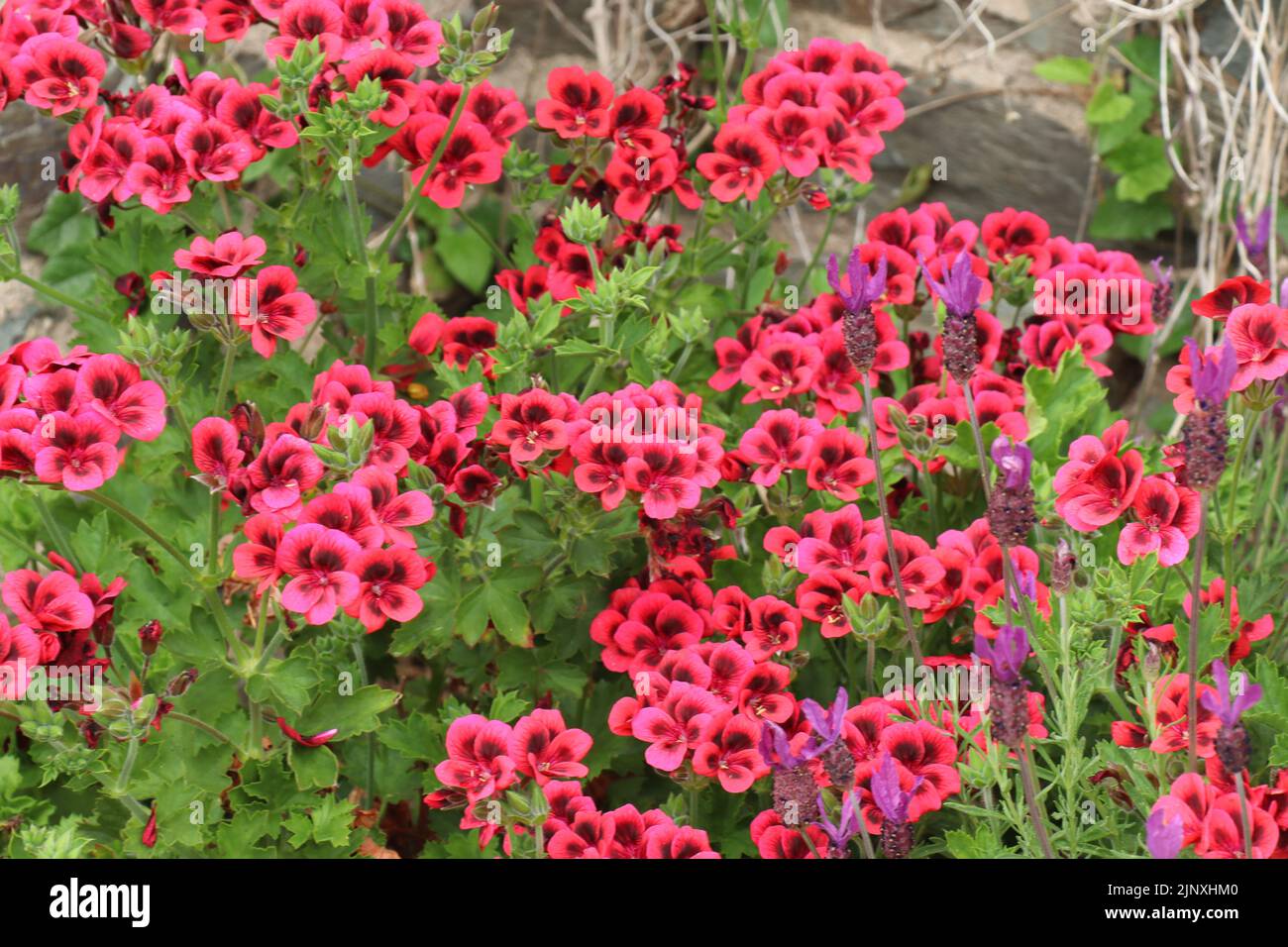 A mass of red pelargonium growing in an English country garden Stock ...