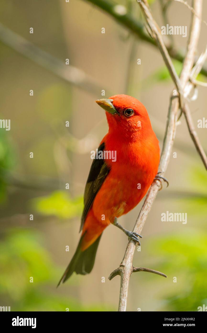 Scarlet Tanager (Piranga olivacea Stock Photo - Alamy