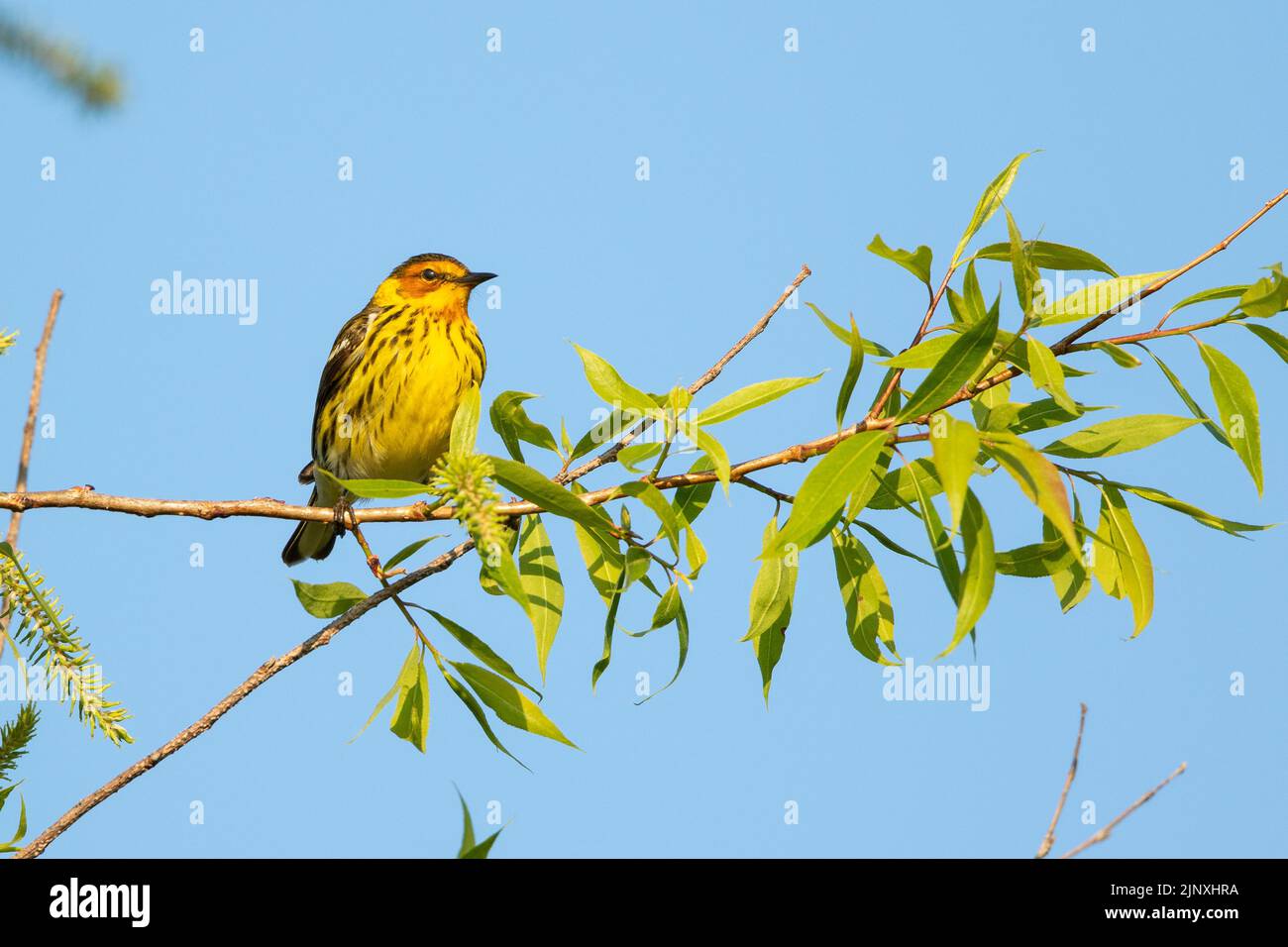 Cape May Warbler (Setophaga tigrina), male, breeding plumage Stock ...