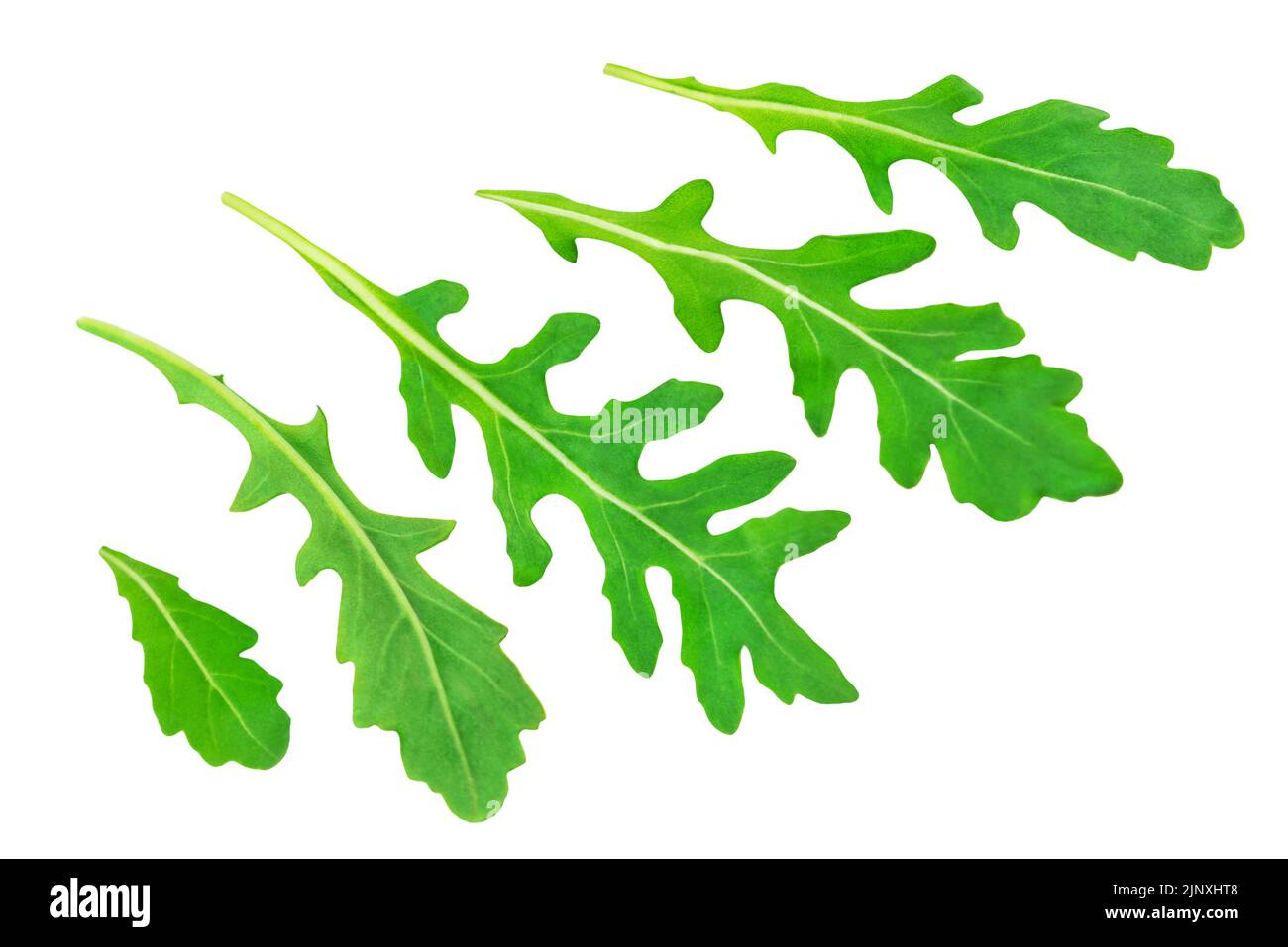 Rucola 5 leaves isolated on white background close up Stock Photo - Alamy