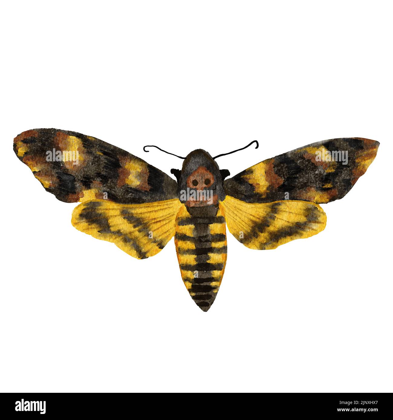 Watercolor hand drawn illustration of death head moth hawkmoth. Nature ...