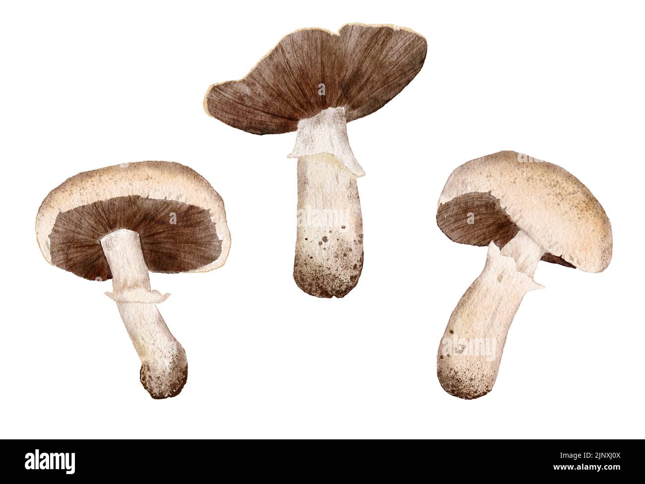 Meadow wood in autumn Cut Out Stock Images & Pictures - Alamy