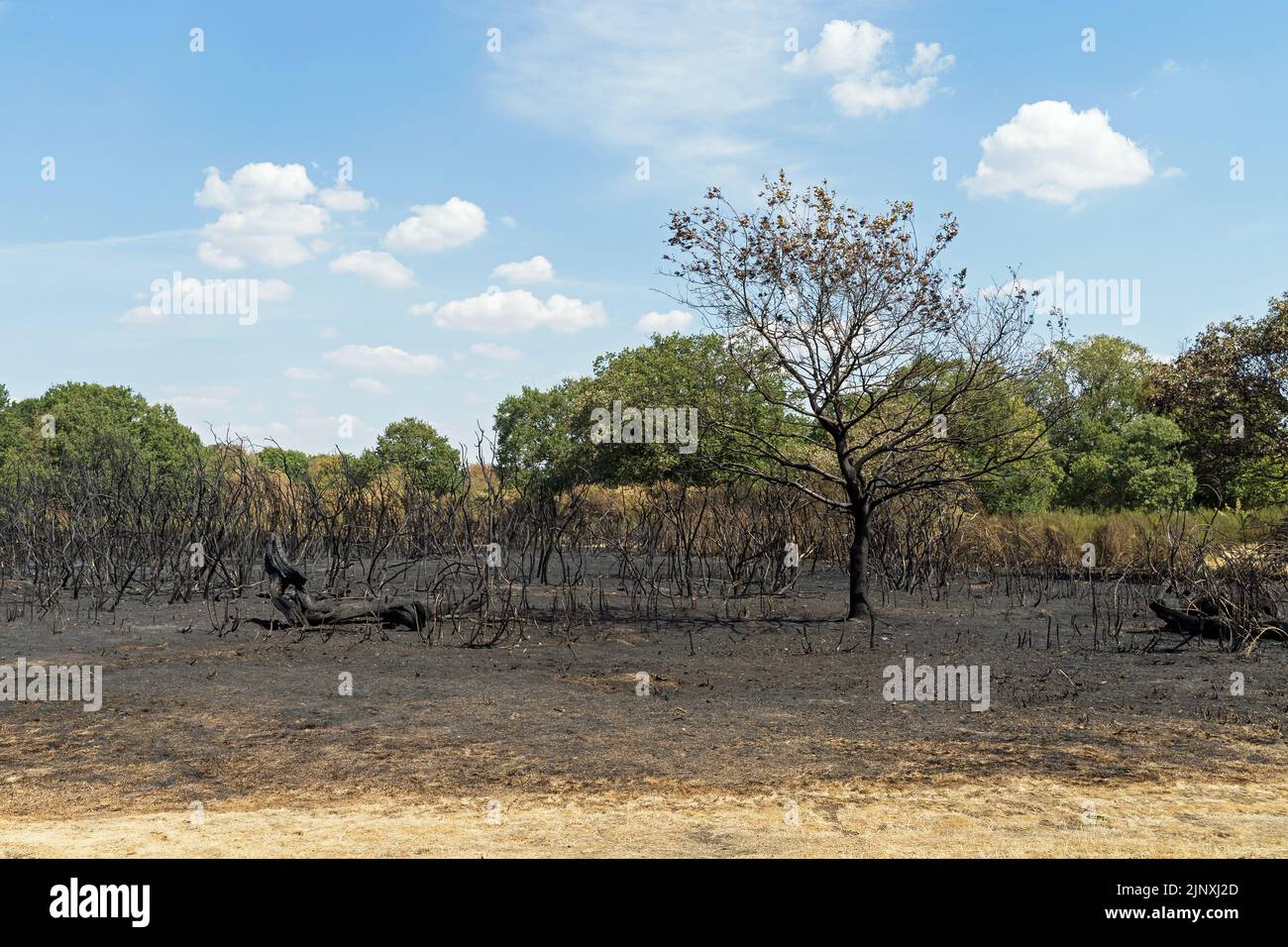 Burned tree and undergrowth at Hollow Ponds after a forest fire due to ...