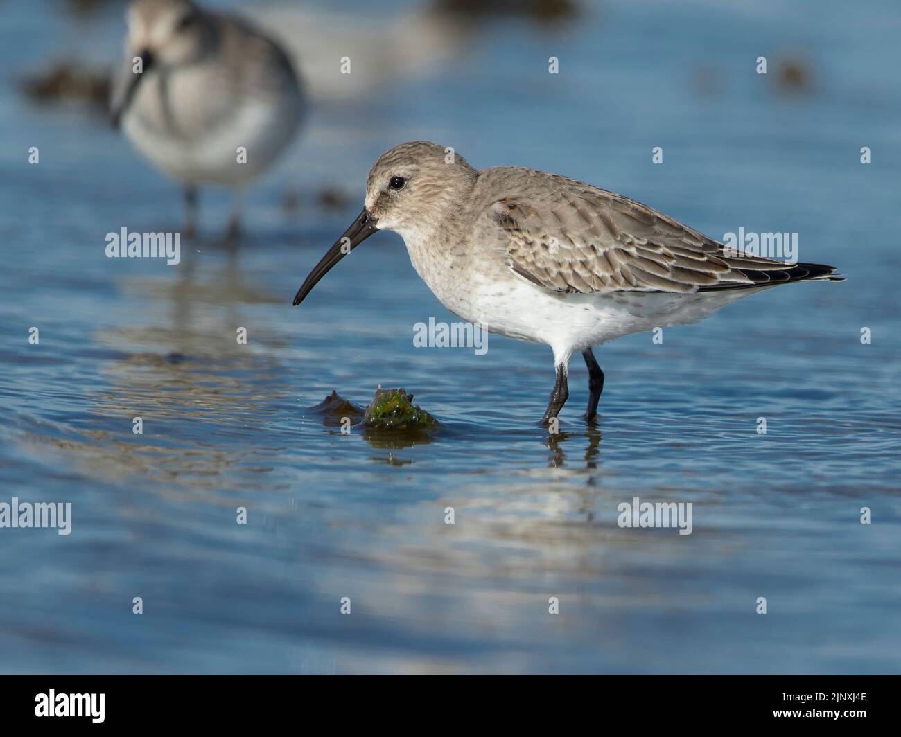 Adult breeding plumage dunlin hi-res stock photography and images - Alamy