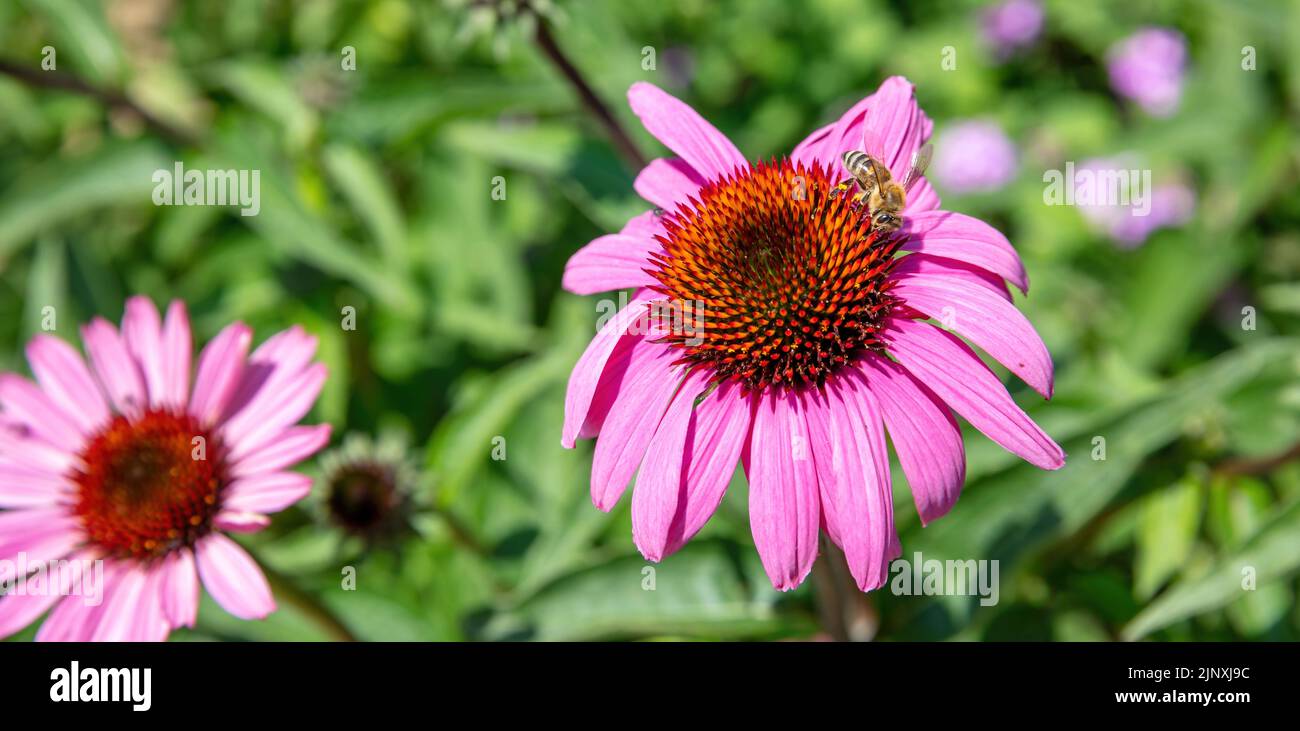 Echinacea purpurea and pollination. Honey bee on purple hedgehog ...