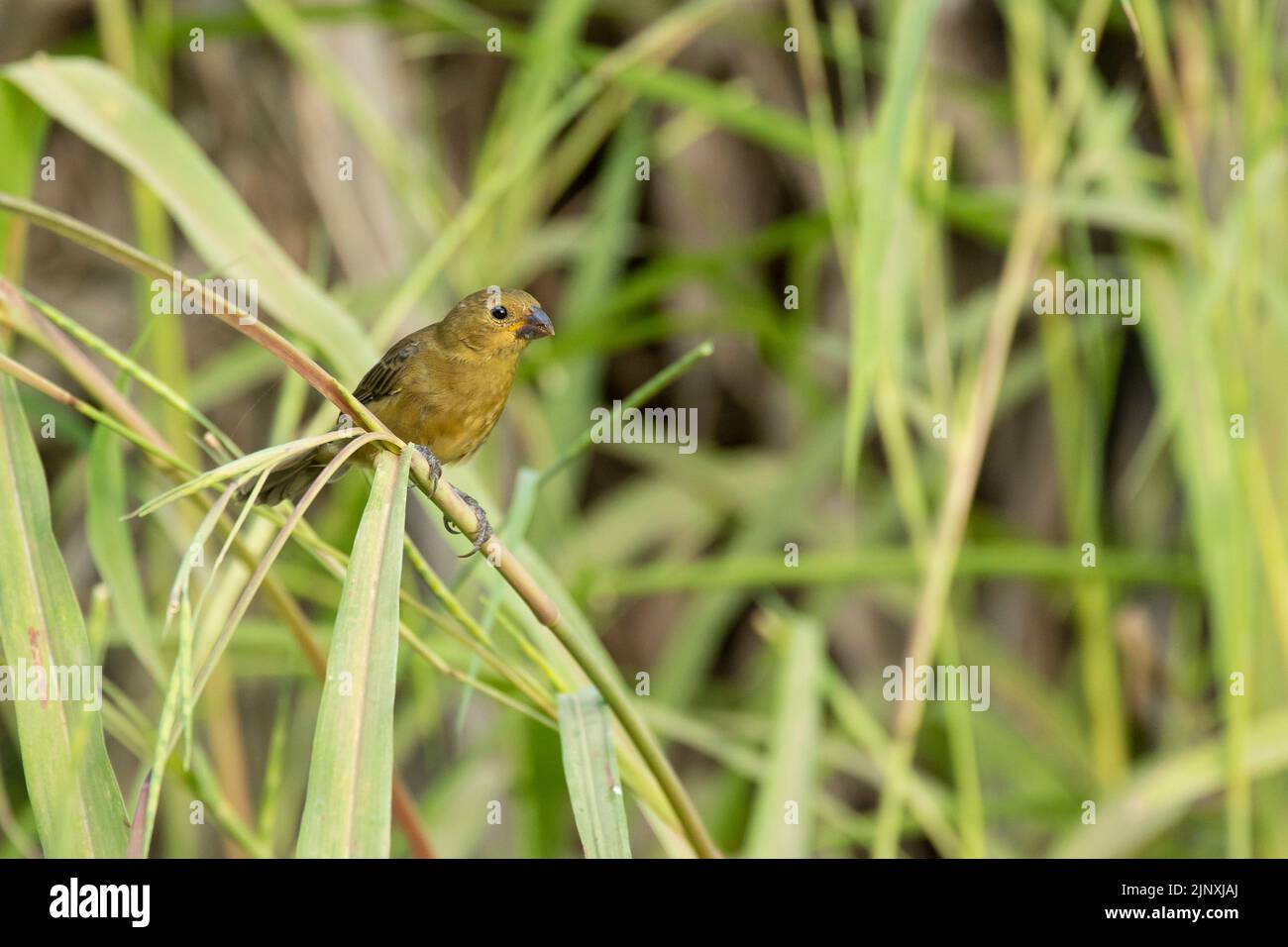 Variable Seedeater (Sporophila corvina), female Stock Photo - Alamy
