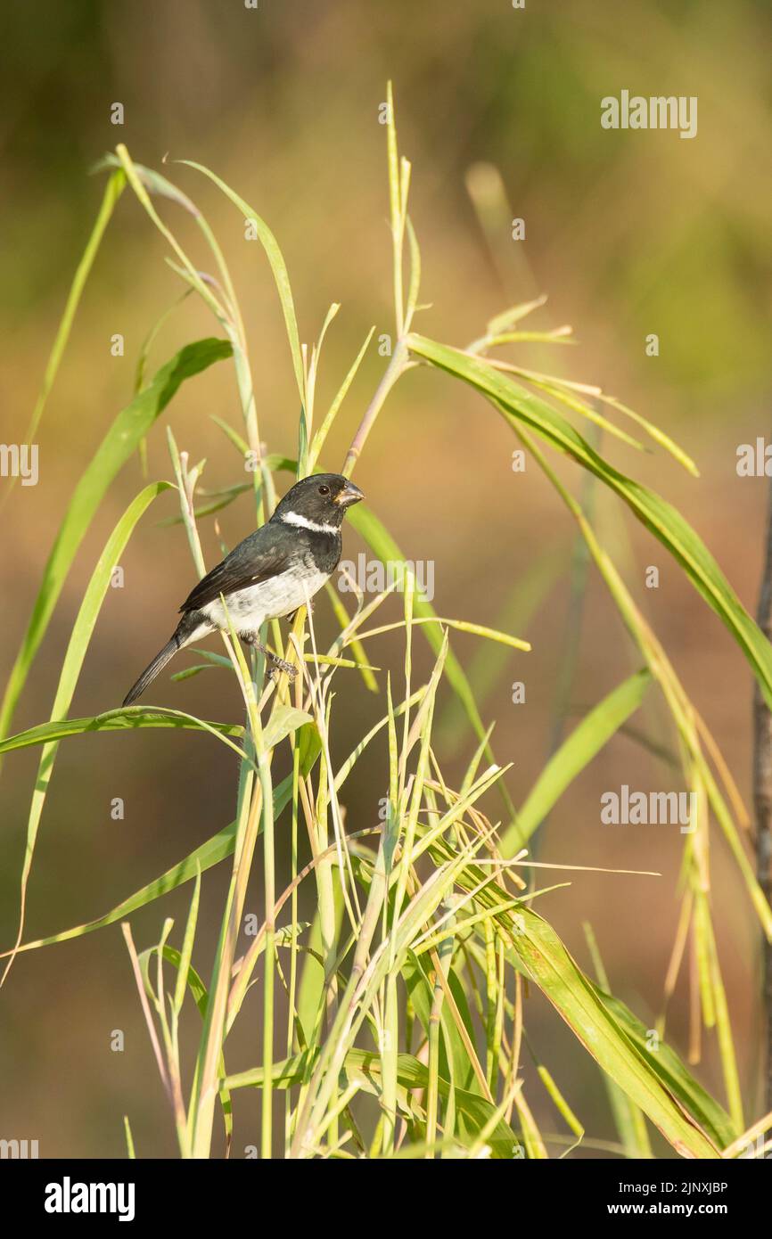 Variable Seedeater (Sporophila corvina), male pacific race Stock Photo ...