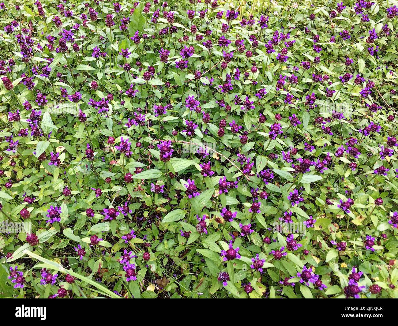 Common self-heal (Prunella vulgaris) form a nice pattern in grass Stock ...