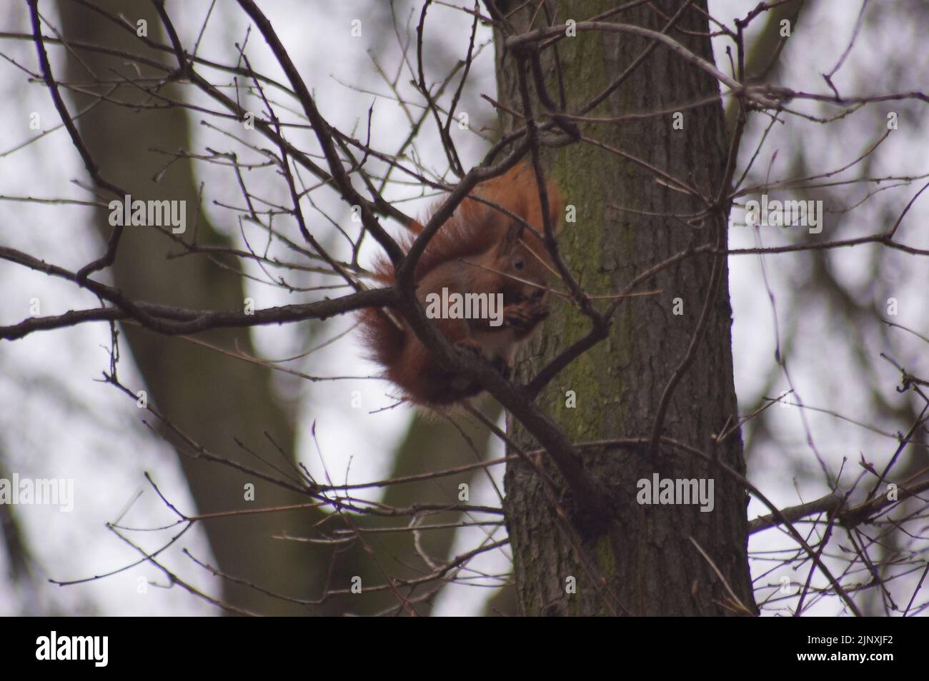 A red squirrel (Sciurus vulgaris) eating on a tree in Berlin, Germany ...