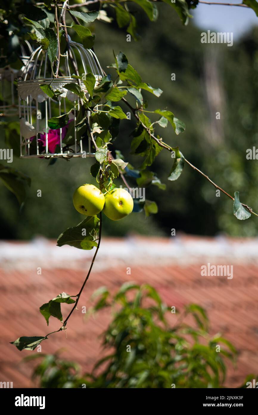 Young green apples hang on hi-res stock photography and images - Alamy