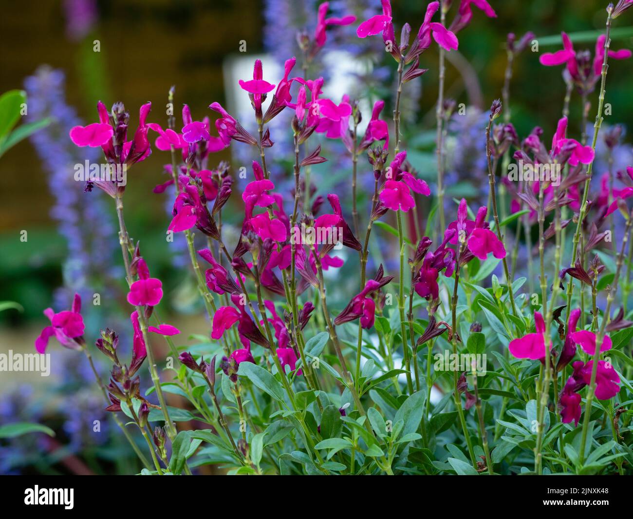 Flowers of the summer to autumn flowering sage, Salvia greggii 'Mirage ...