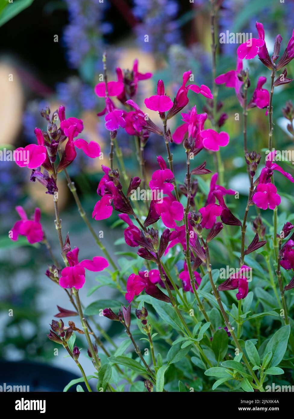 Flowers of the summer to autumn flowering sage, Salvia greggii 'Mirage ...