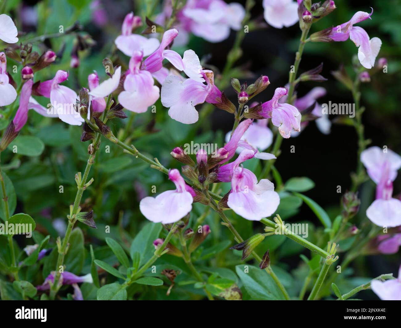 Flowers of the summer to autumn flowering sage, Salvia greggii 'Mirage ...