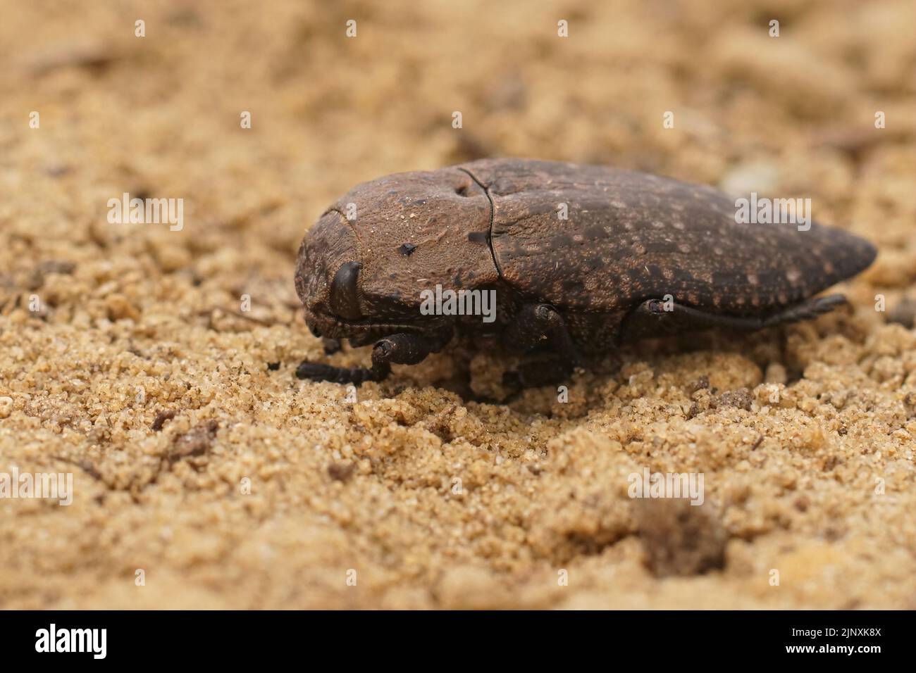 Detailed closeup on a quite large brown mediterranean Jewel beetle ...