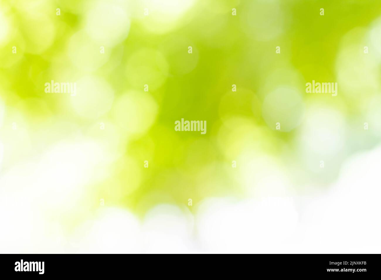 Abstract background. Background in blur out of focus. Texture in shades of green. Bokeh in the ...