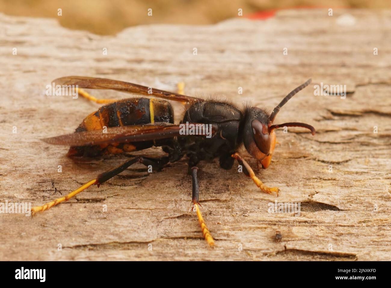 Detailed closeup on a worker Asian hornet , Vespa veluatina an invasive ...