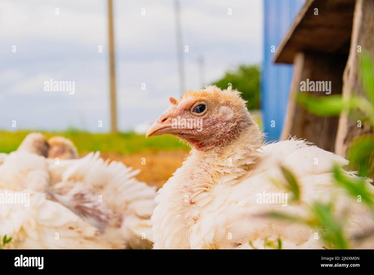Turkey cubs. Little turkeys. Feeding and caring for birds. Poultry farm ...
