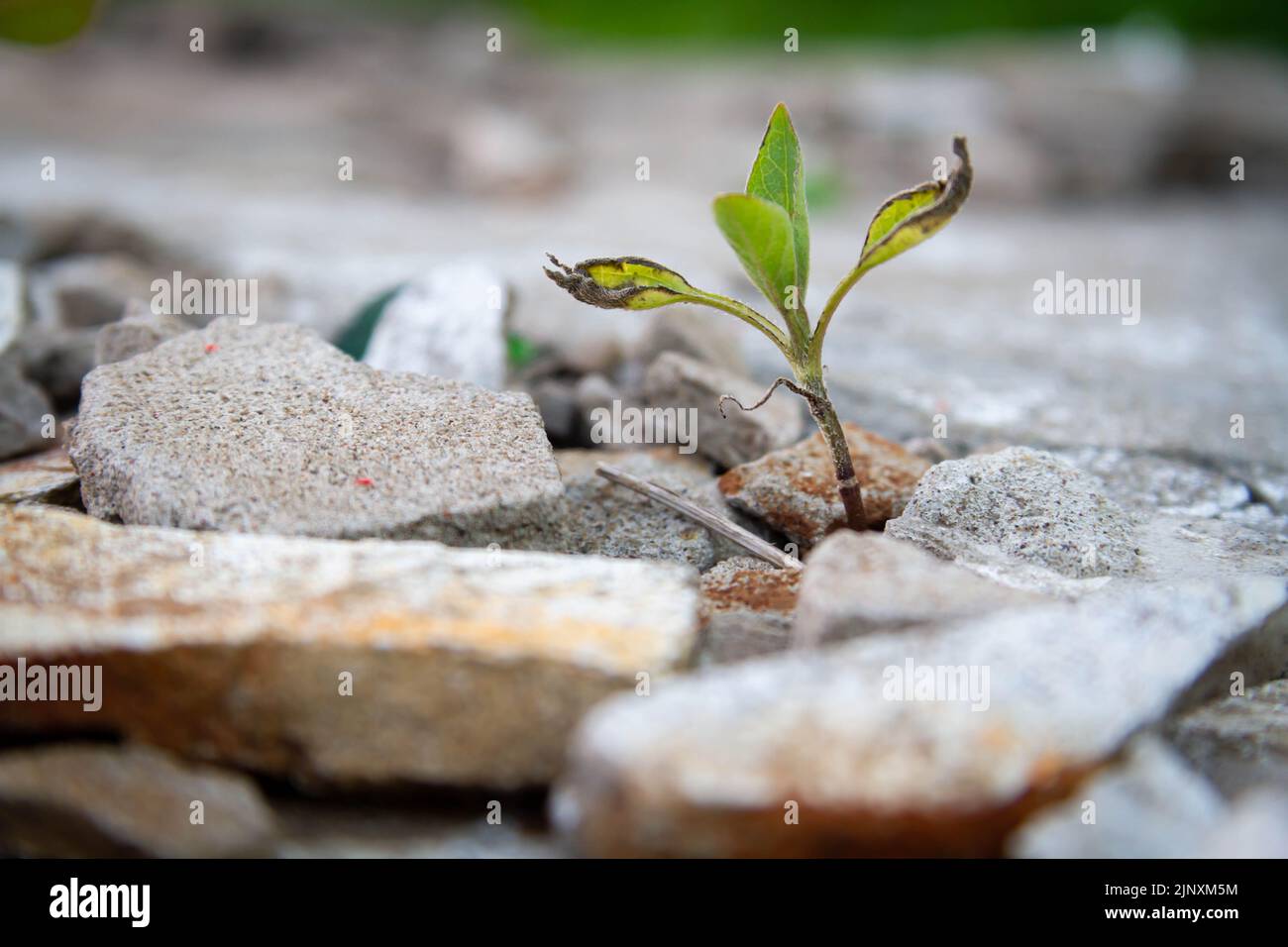 The power of growth. Sprouted sprout through the asphalt. The plant ...