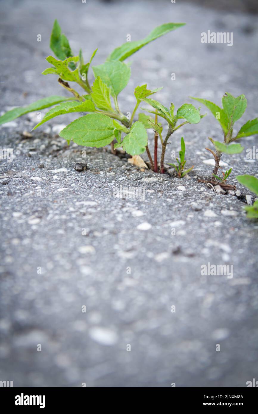The power of growth. Sprouted sprout through the asphalt. The plant ...