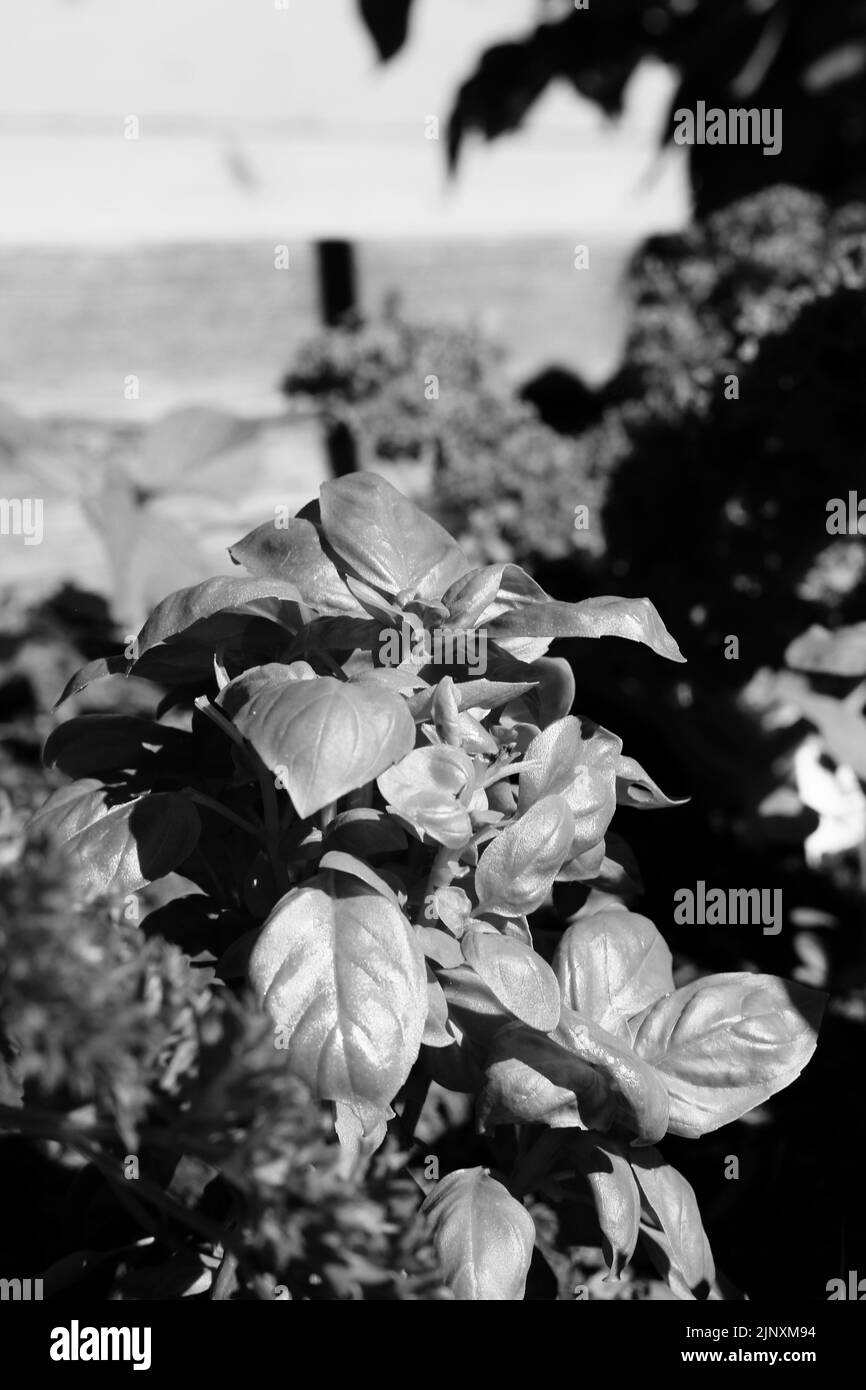 Delicious sweet basil plants growing in the bright summer kitchen ...