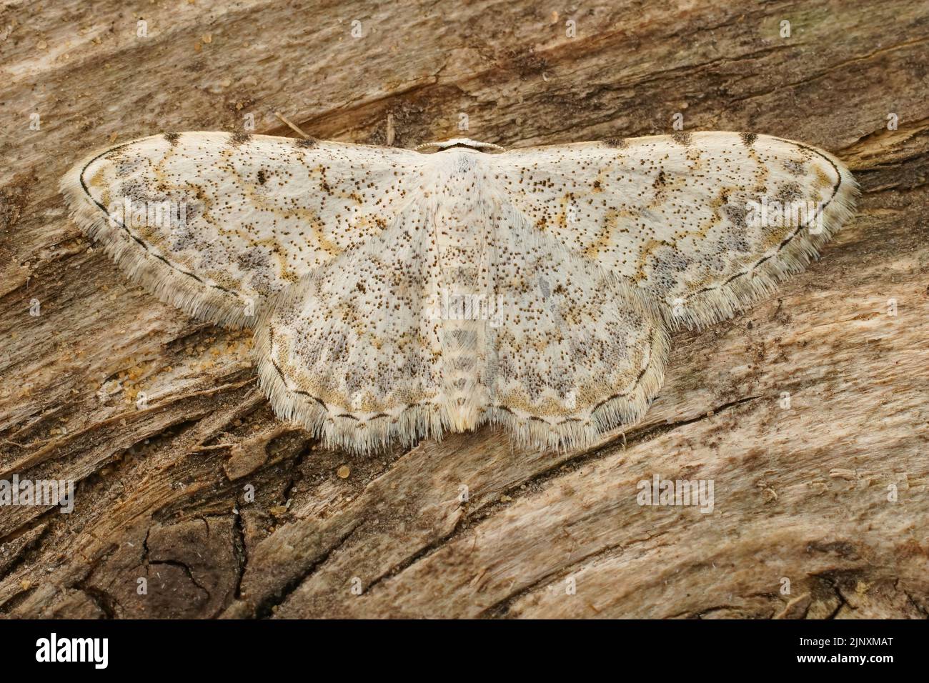 Lace border moth hi-res stock photography and images - Alamy