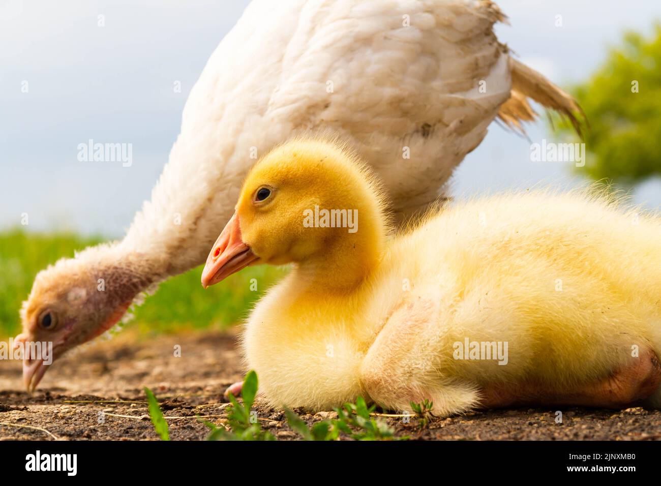 Gosling. Poultry farm for breeding geese. Little goose chicks in the ...