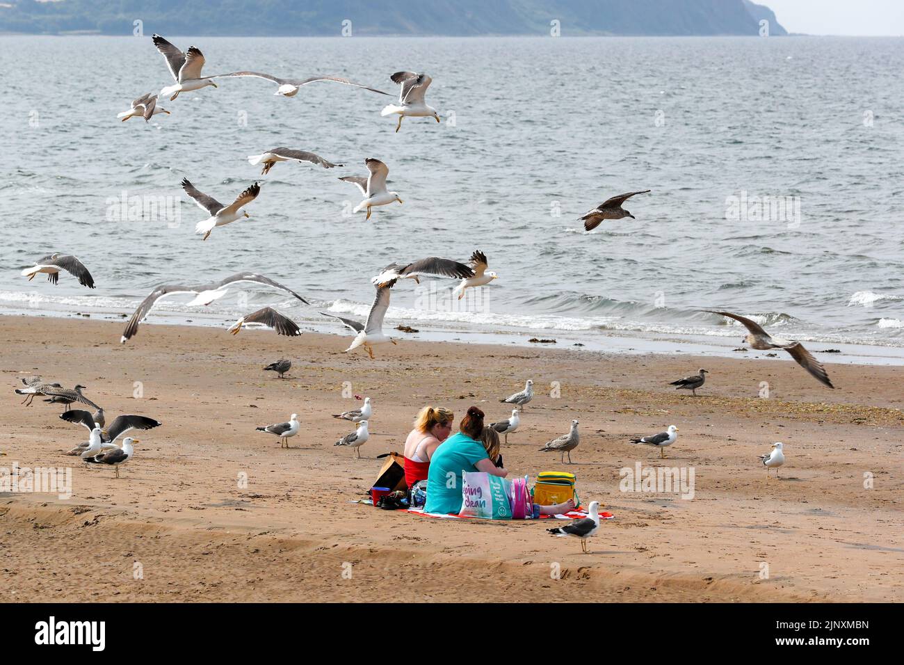 Ayr, UK. 14th Aug, 2022. As the exceptionally warm weather continues ...