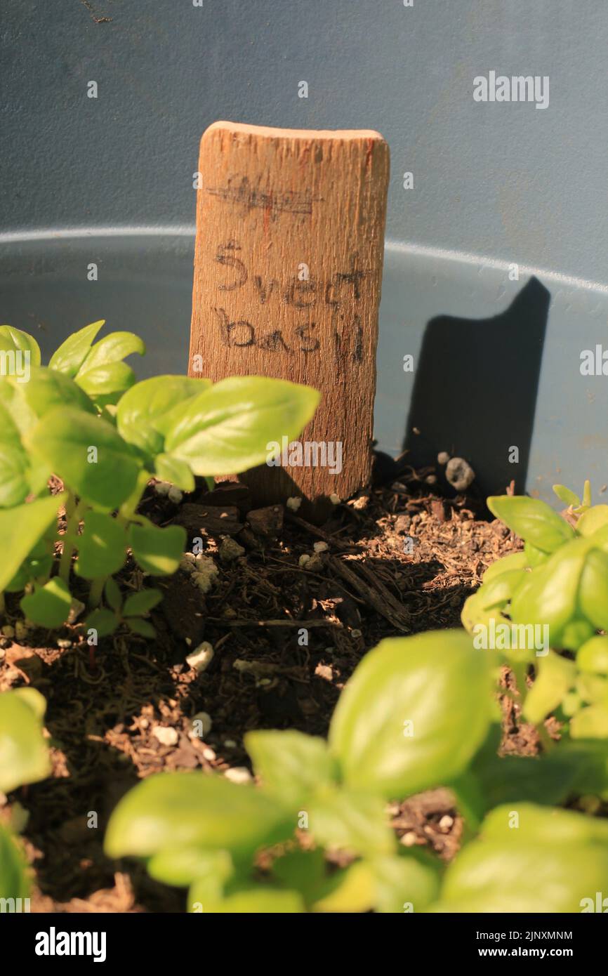Potted plant with a wooden garden stake with sweet basil written on it ...