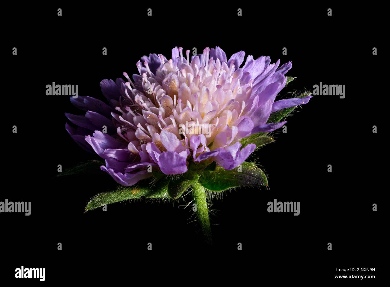 Bloom in your environment hi-res stock photography and images - Alamy