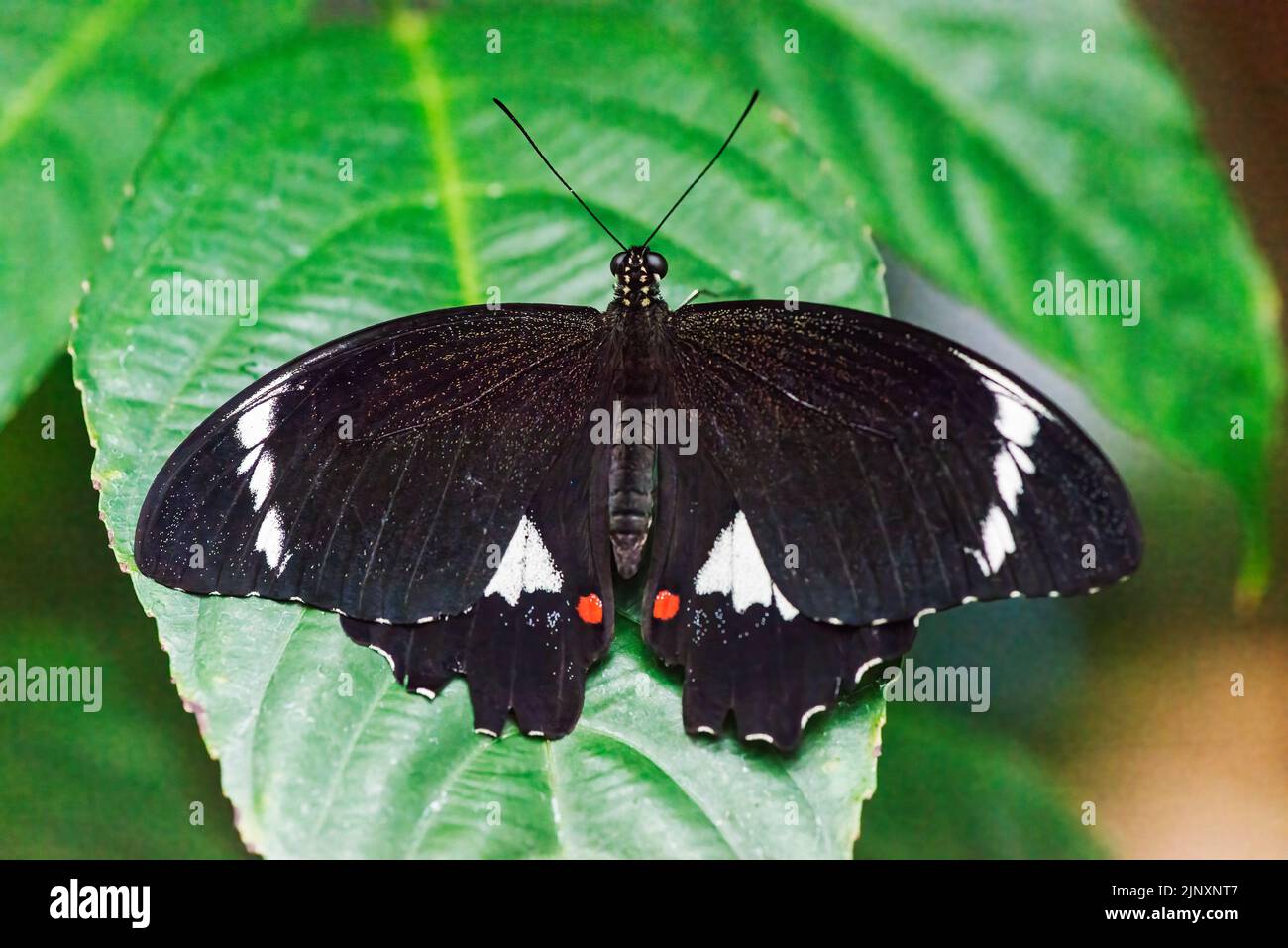 Orchard swallowtail butterfly macro closeup Stock Photo - Alamy