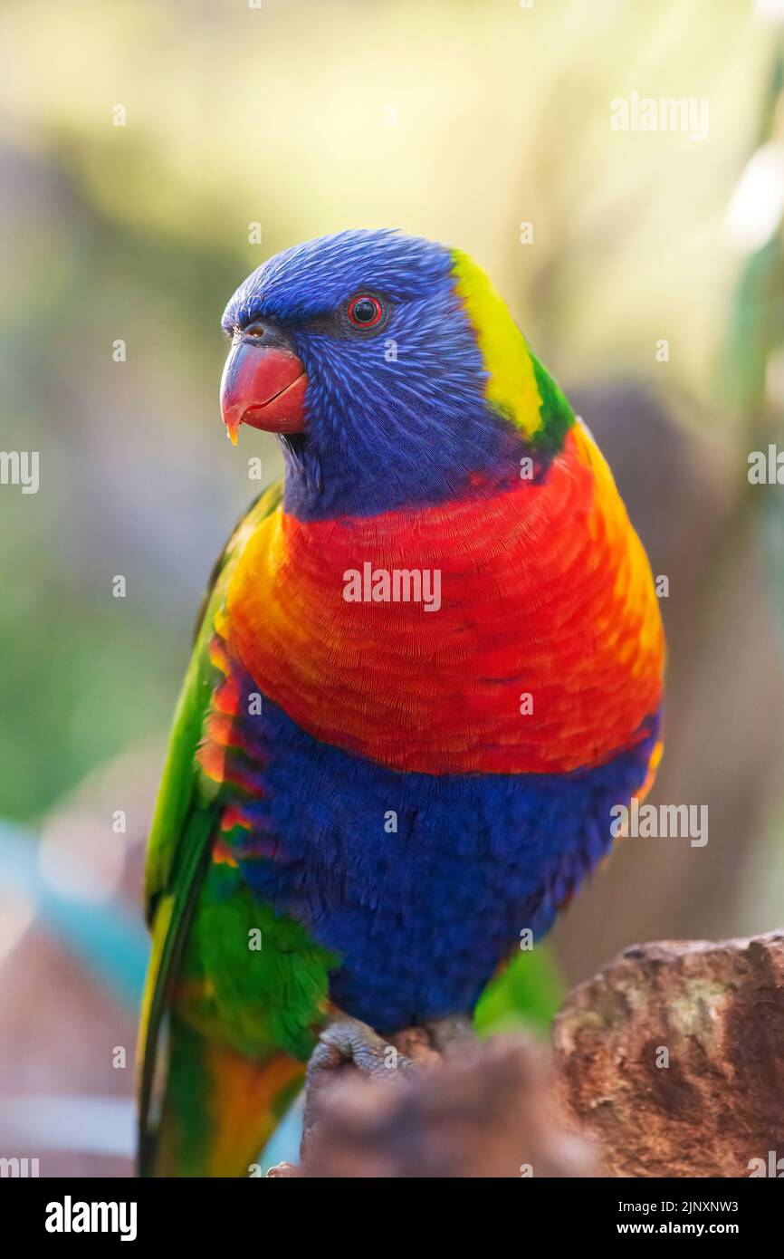 Beautiful rainbow lorikeet parrots hi-res stock photography and images ...