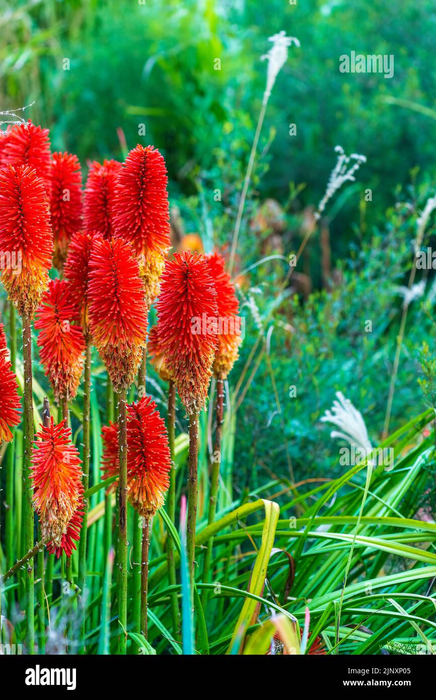 Torch lilies hi-res stock photography and images - Alamy