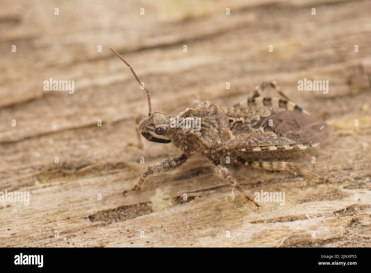 Coranus griseus hi-res stock photography and images - Alamy