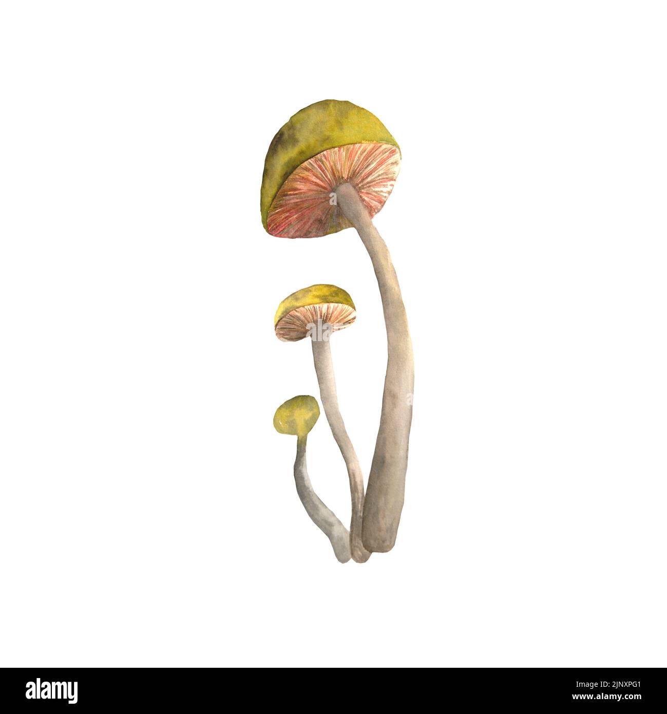 Mushroom toadstool, watercolor. A bitmap image on a white background ...