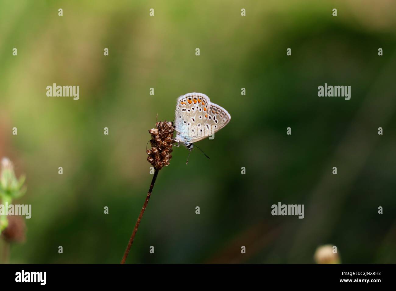 Silver-studded blue butterfly Stock Photo - Alamy