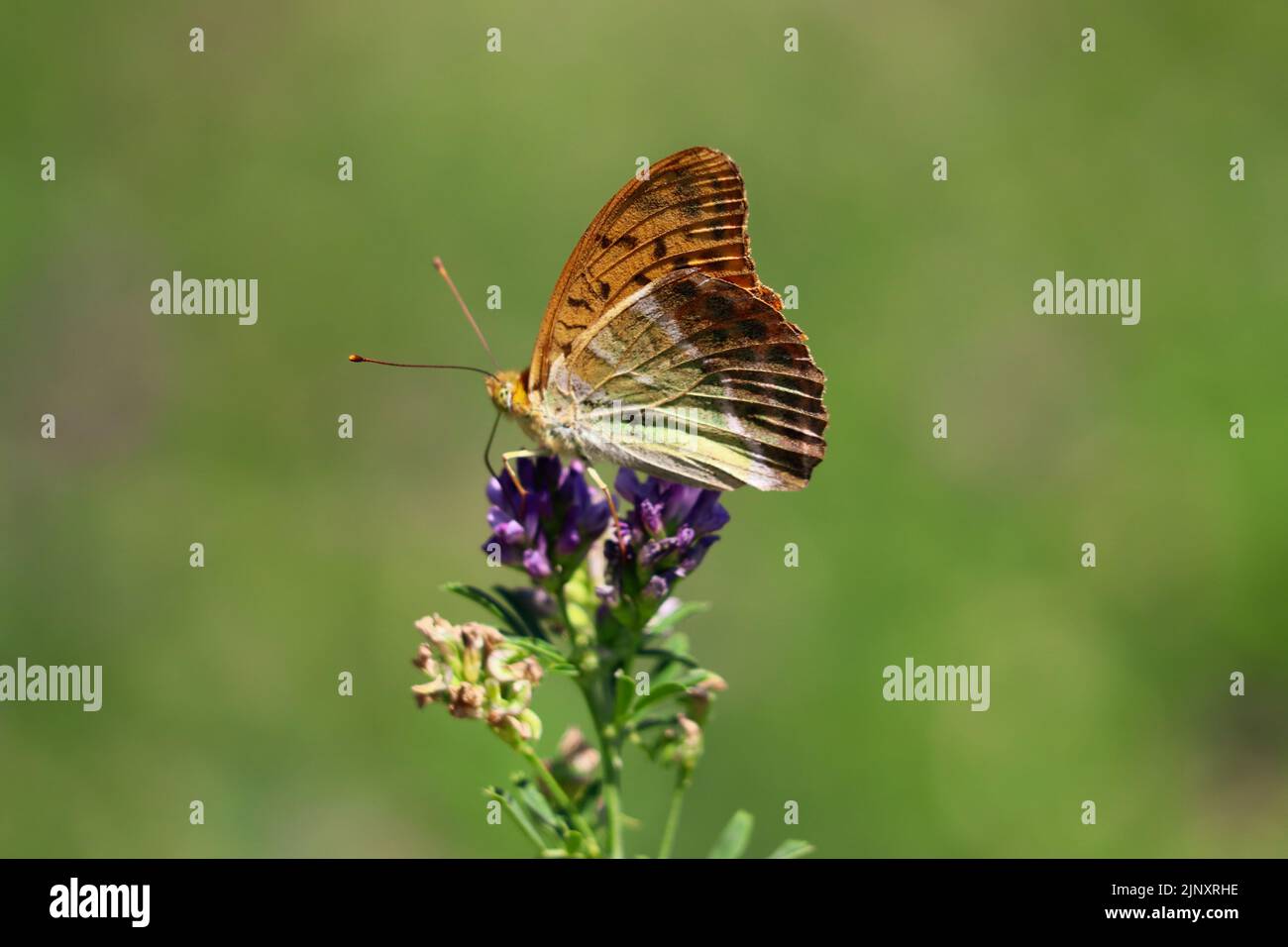 Silver-washed fritillary butterfly Stock Photo - Alamy