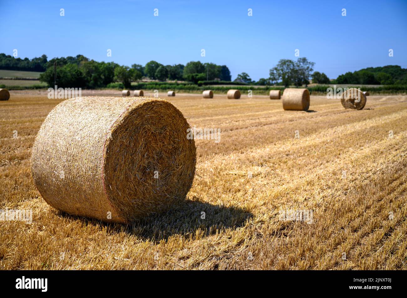 Bales of hay on a farm in the english countryside with clear blue sky ...