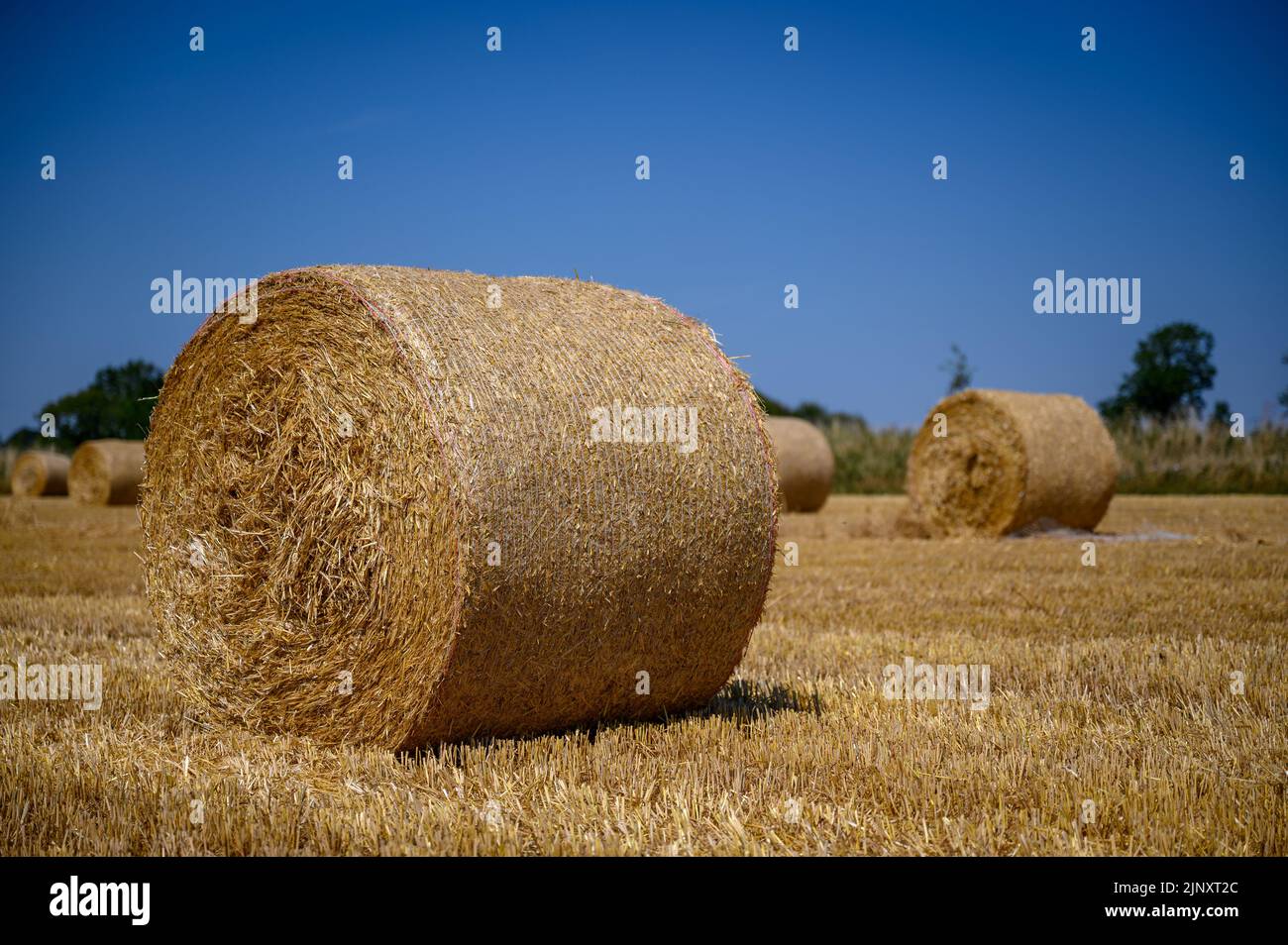 Pastoral harvest scene on a farm hi-res stock photography and images ...