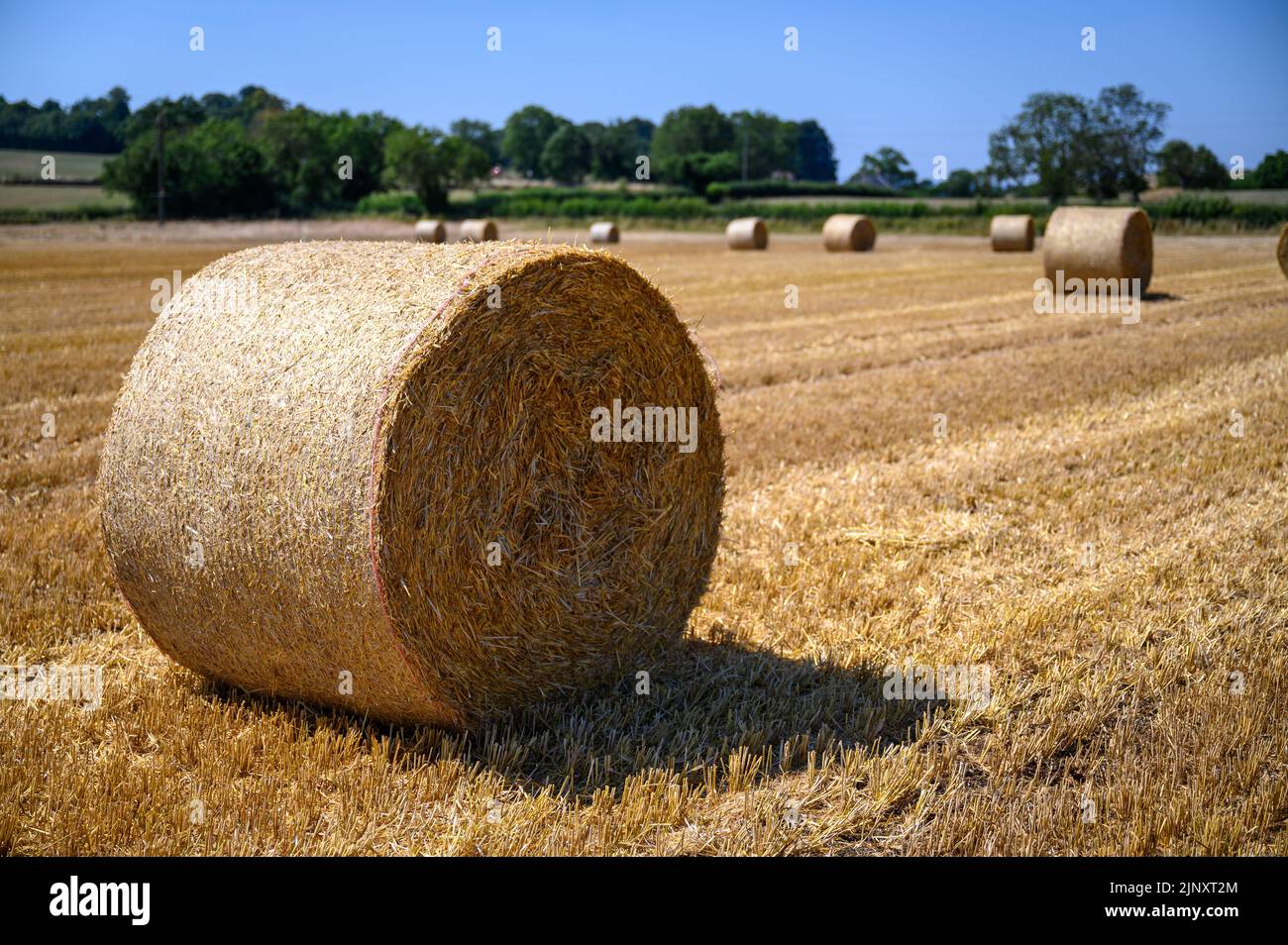 Bales of hay on a farm in the english countryside with clear blue sky ...