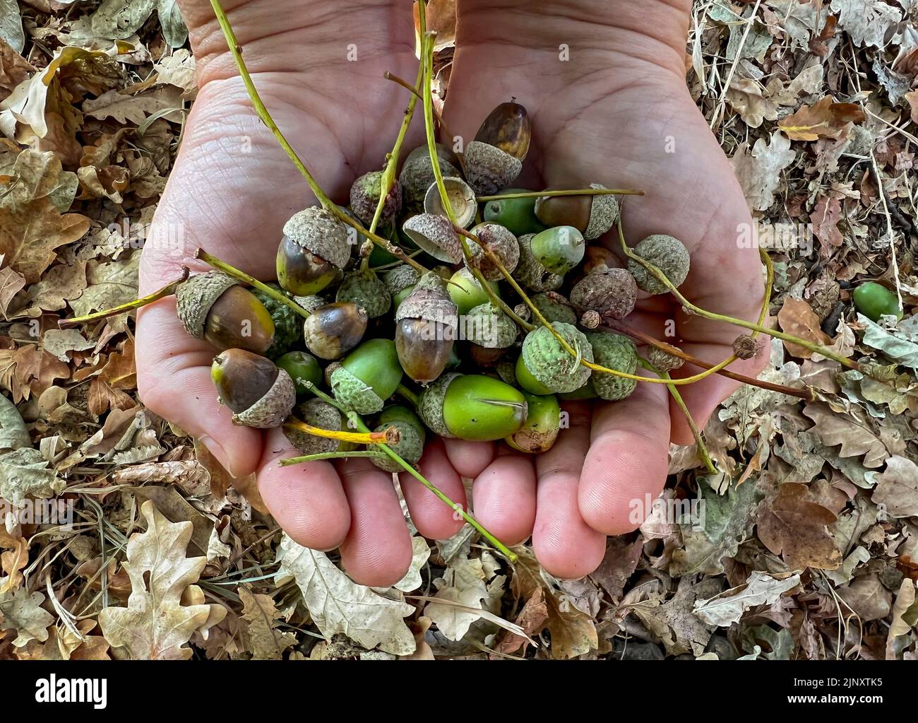 Drought © Jeff Moore - Fallen acorns in London this morning. Acorns ...
